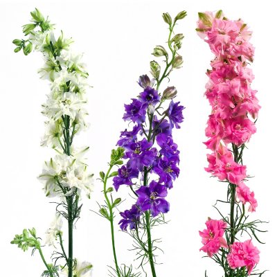 Larkspur, Assorted Colors (100 stems) - Sam's Club