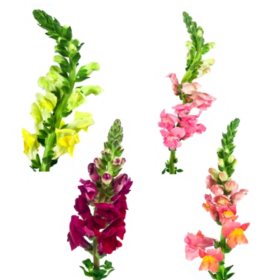 Snapdragons - Assorted Colors - 100 Stems - Sam's Club