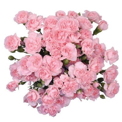 Mini Carnations, Pink (100 stems) - Sam's Club