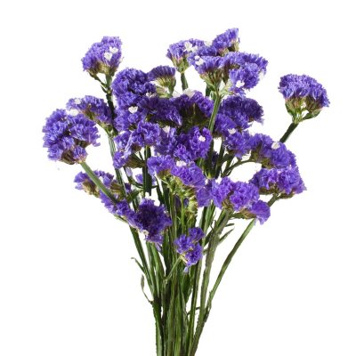Statice, Purple (200 stems) - Sam's Club
