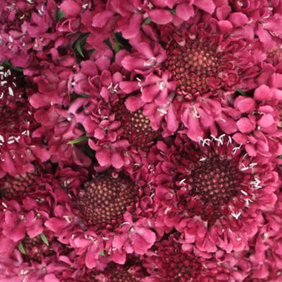 Scabiosa Scoop, Raspberry (50 stems) - Sam's Club
