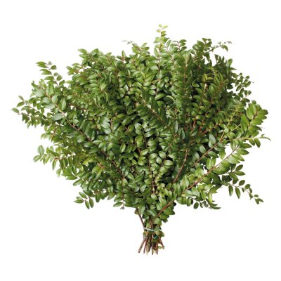 Green Huckleberry Evergreen Floral Filler (Choose 10 or 20 bunches ...
