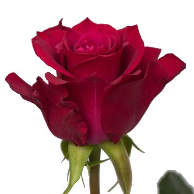Roses, Merlot (50 or 100 stems) - Sam's Club