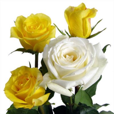 Roses, Yellow and White Combo (100 stems) - Sam's Club