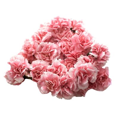 Mini Carnations, Pink (choose stem count) - Sam's Club